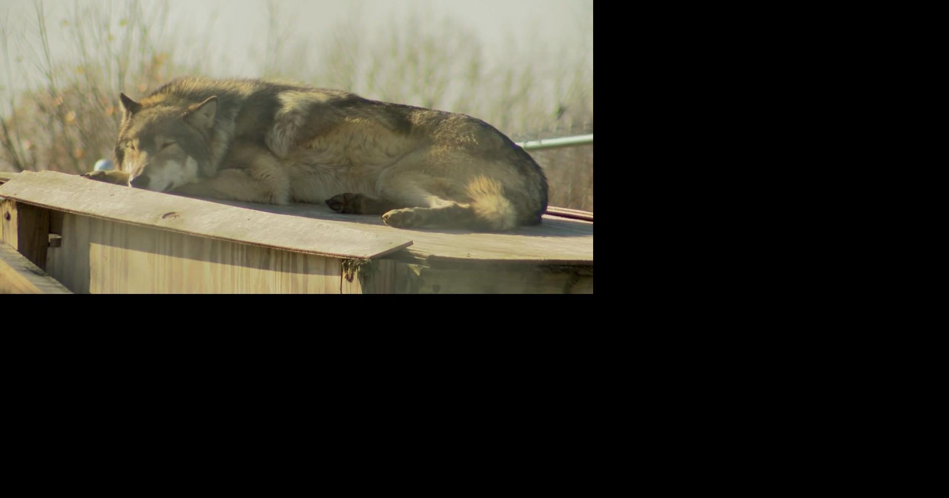 Wolf Park hosting annual Howliday Howl Night Saturday | Local | wlfi.com