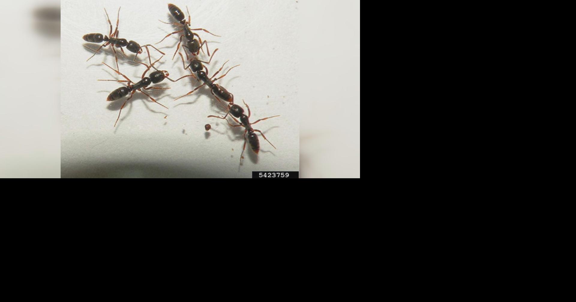 Asian Needle Ant found in Indiana, identified at Purdue | Community ...