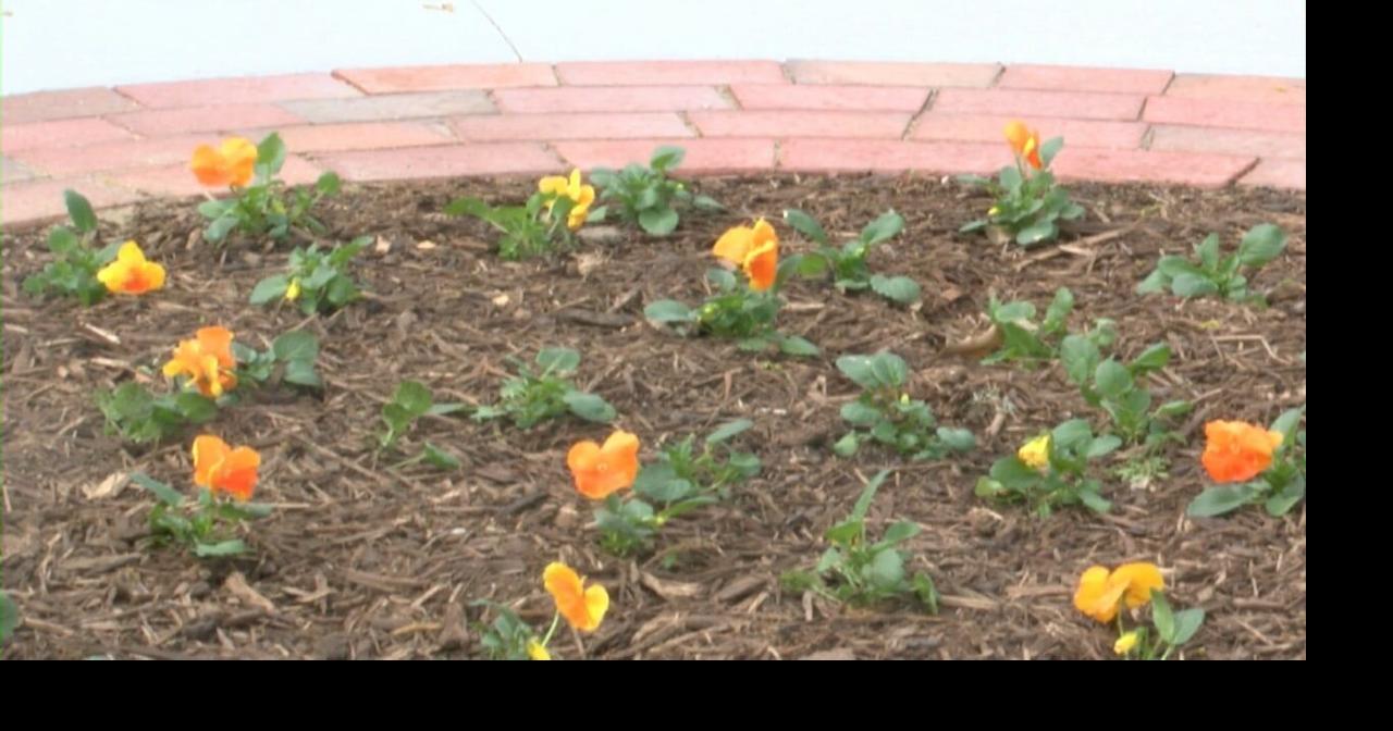 Purdue Students Plot and Plant Plants | Video | wlfi.com
