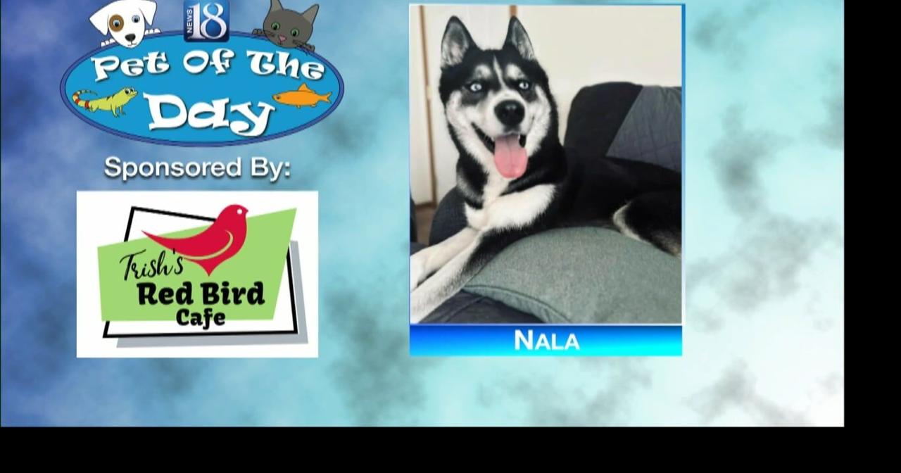 Pet of the Day for March 31: Nala | Video | wlfi.com