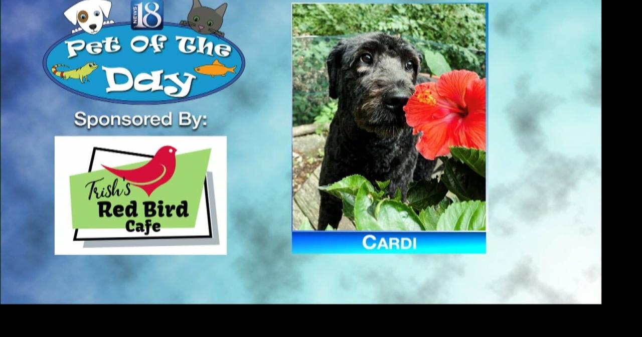 Pet of the Day for March 19: Cardi, the Flandoodle | Video | wlfi.com