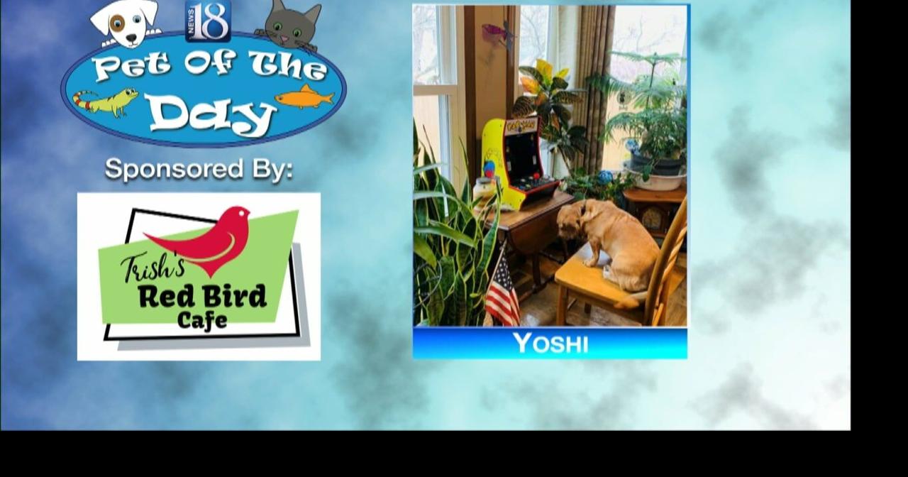 Pet of the Day for December 28: Yoshi | Video | wlfi.com