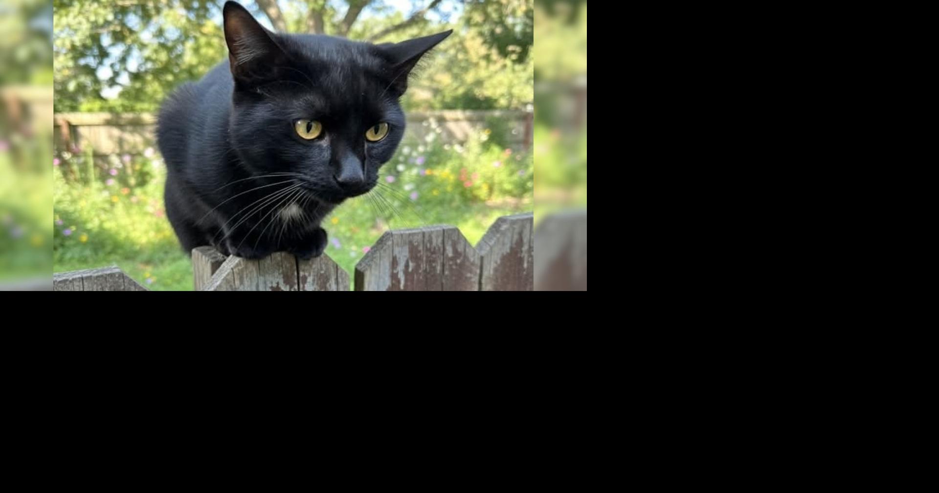 Thackery Binx — An enchanting boy searching for his forever family ...