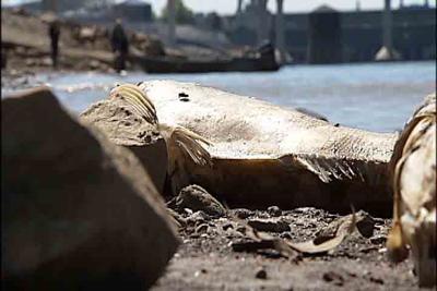 Largest Asian carp die-off at Barkley Dam | News | WPSD Local 6