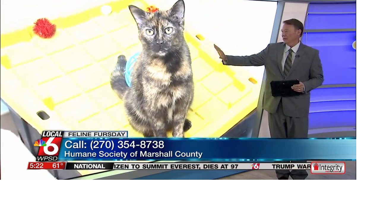 Feline Fursday: meet Maya Angelou!! | | WPSD Local 6