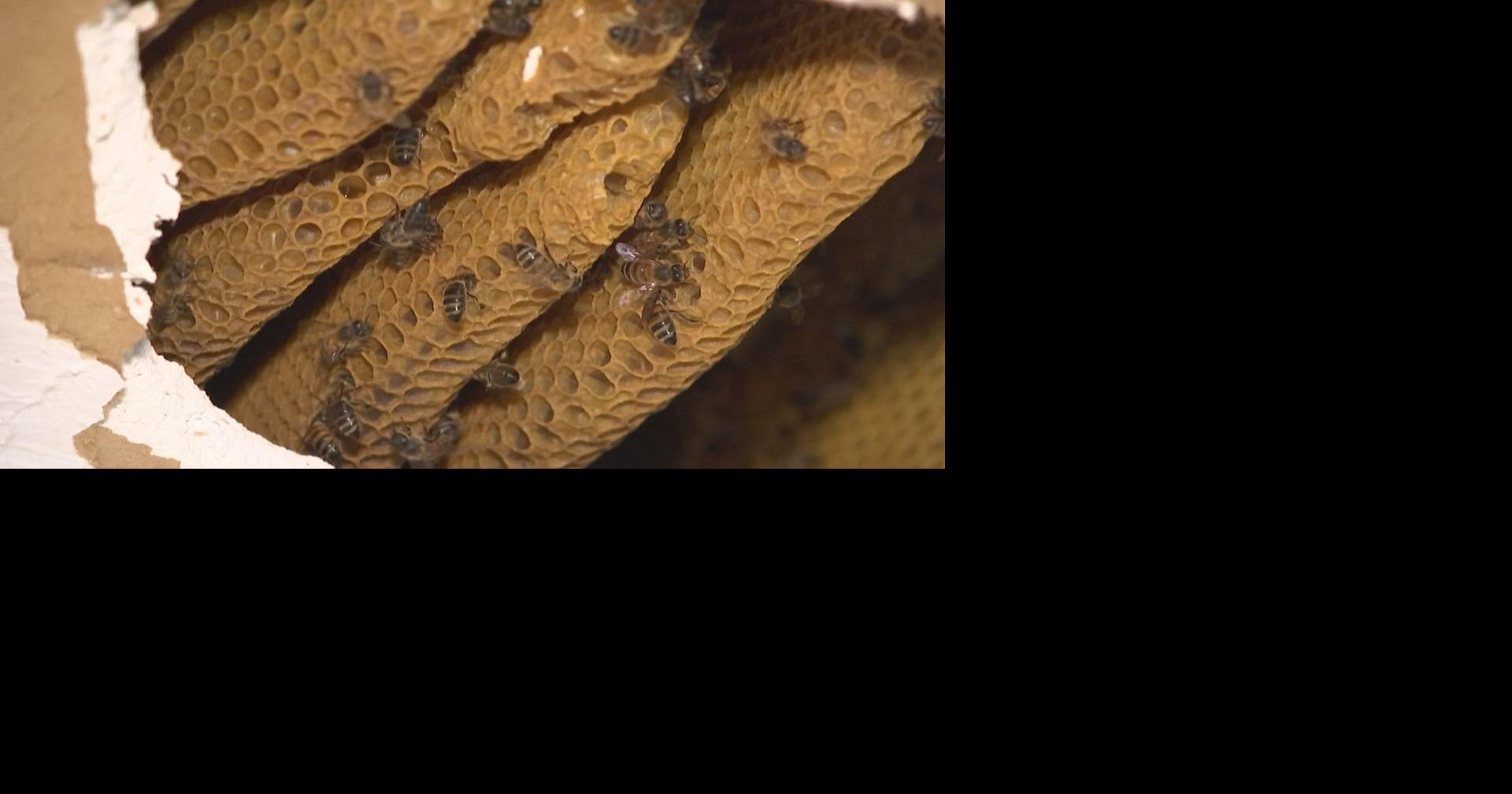 Don’t kill bees if you have an infestation, bee experts say | News ...