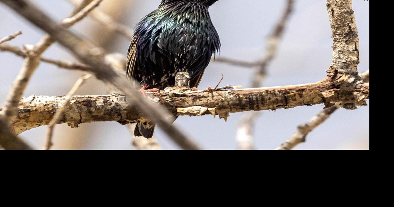 28th annual Great Backyard Bird Count takes flight | Community | WPSD ...