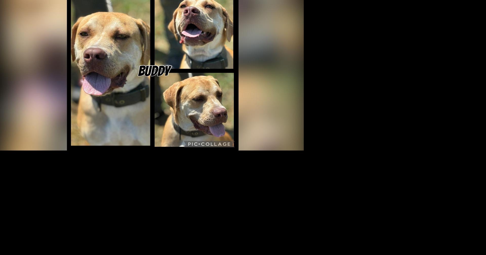 Forever Home Friday: meet your new buddy — Buddy | Community | WPSD Local 6