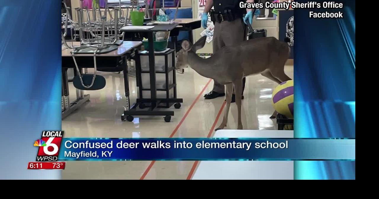 Deer walks into elementary school | Ott | WPSD Local 6