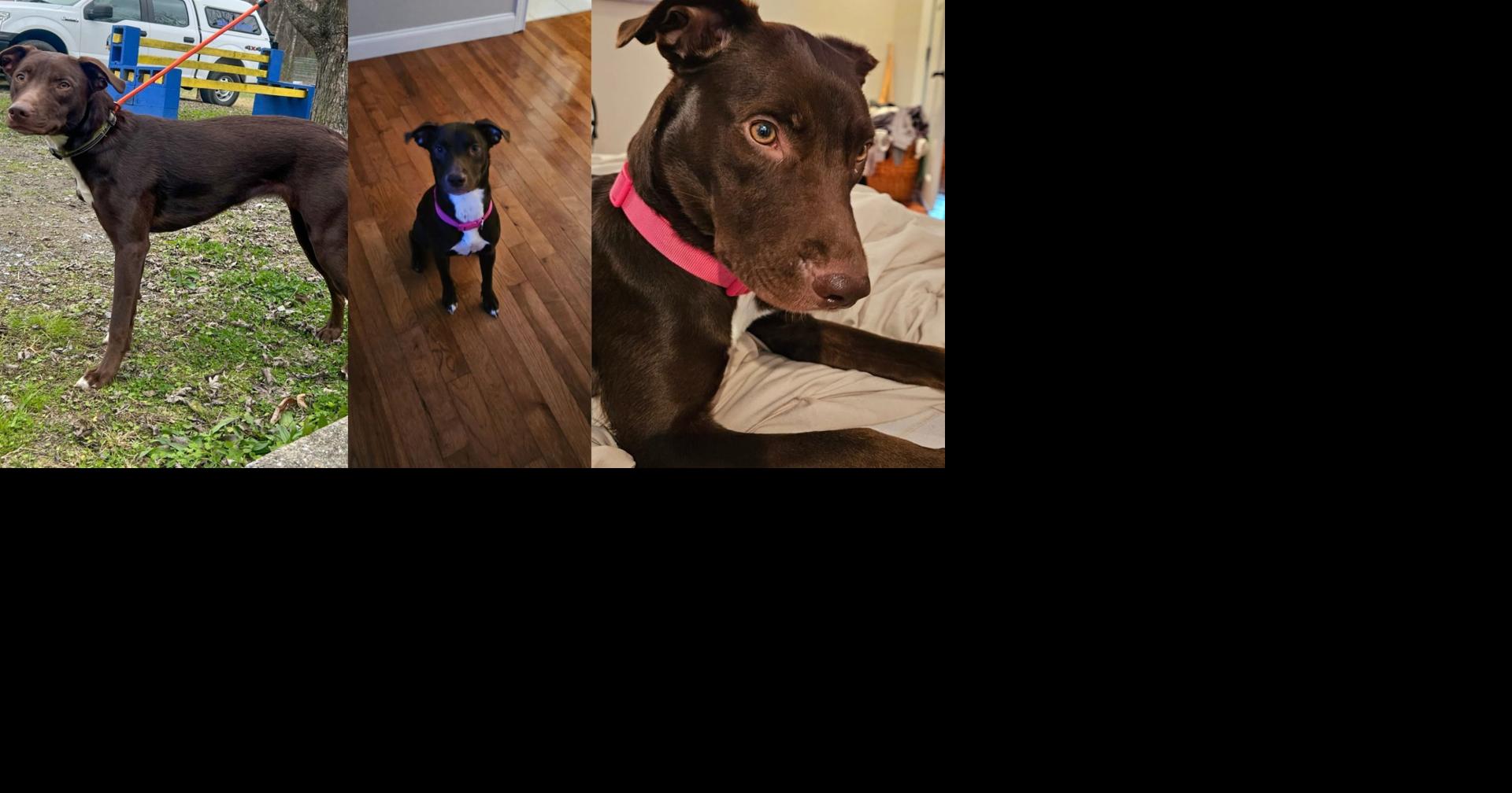 Forever Home Friday — Meet Ellowyn! | Community | WPSD Local 6