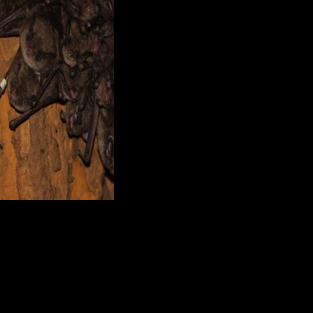 Shawnee National Forest discovers oldest banded bat in its history ...