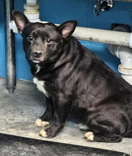 Suspect still sought in Kevil dog dumping case, officials stress ...