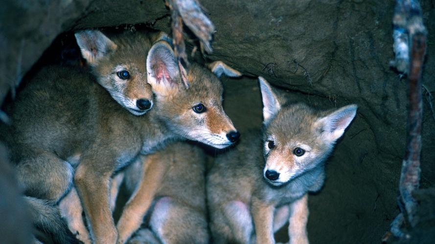 Coexisting with Coyotes: Simple precautions avoid conflict | Kentucky ...