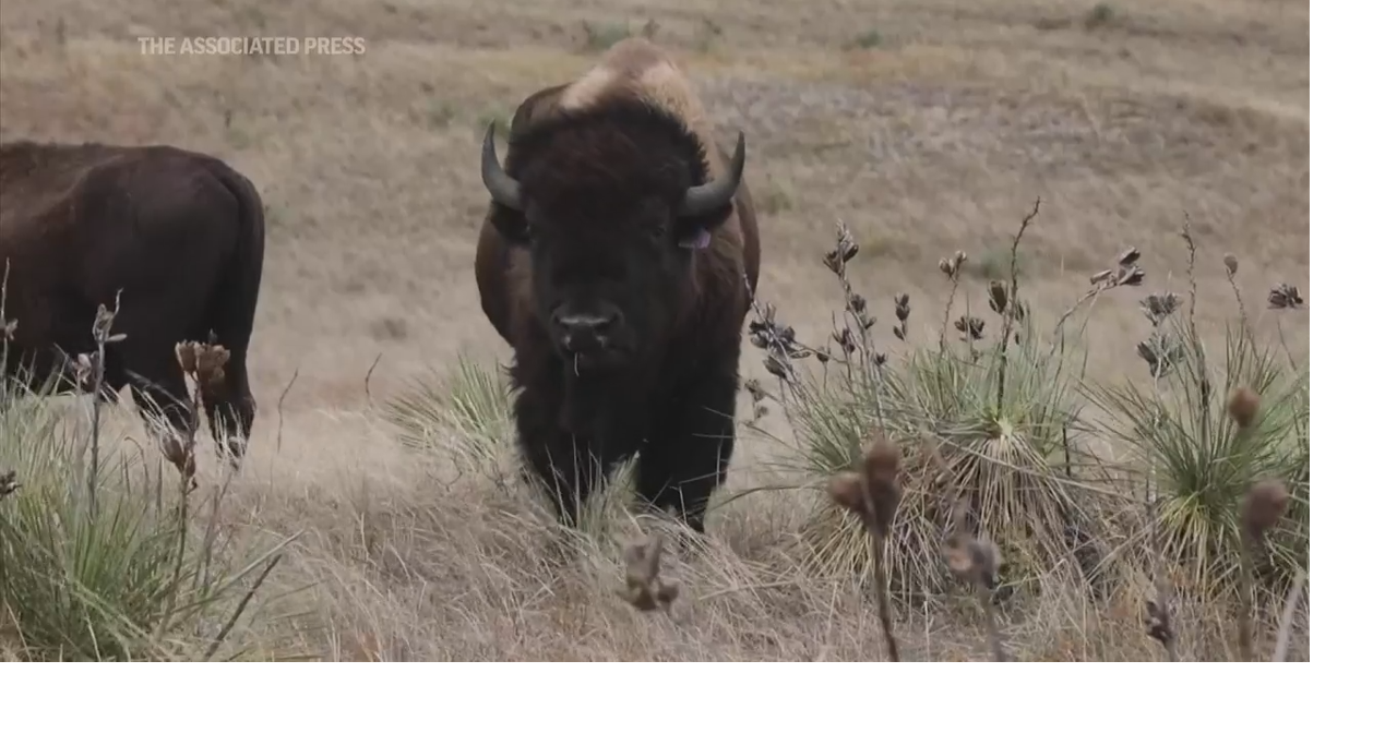 Native Americans reclaim stewardship of US bison | News | WPSD Local 6