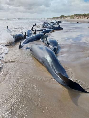 90 whales stranded on Australian beach to be euthanized after failed ...