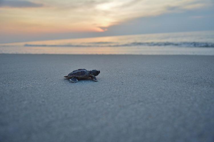 Baby sea turtles in Georgia are struggling to find the ocean this ...