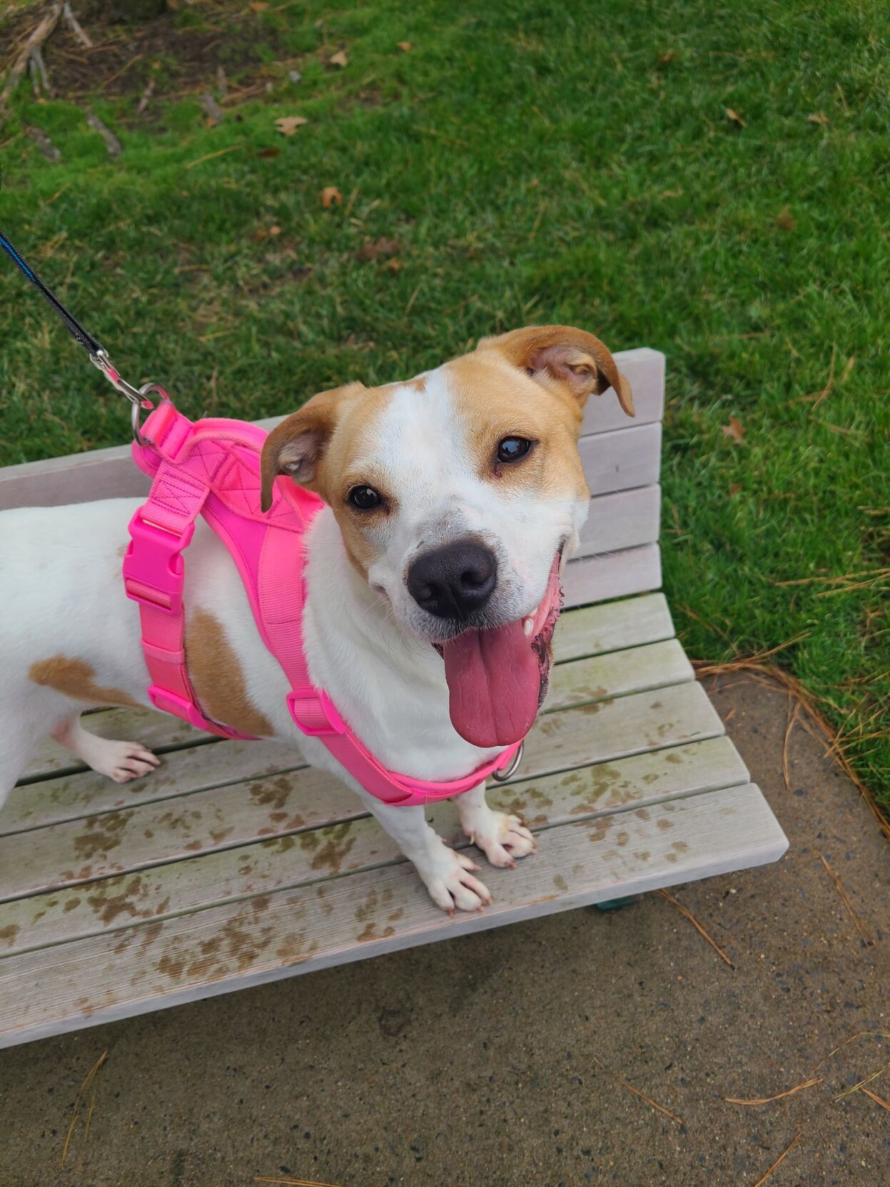 Meet McCracken County Humane Society's longest resident, Ceely | News ...