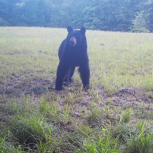 'Please be mindful of who we are sharing the woods with' — LBL shares ...