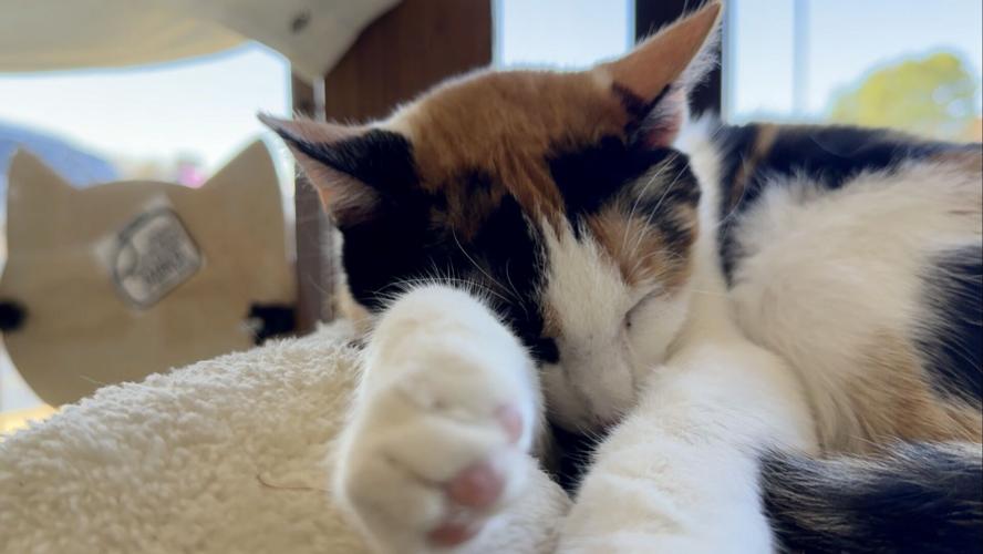 How to get cats out of your engine compartment | Newsletter Stories ...