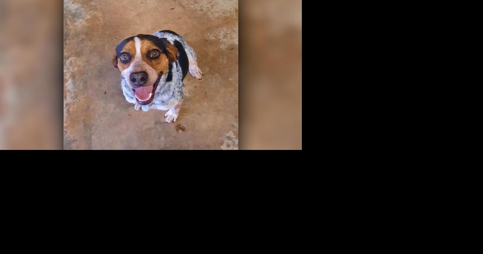 Super friendly Sam patiently waits for his forever home | Community ...