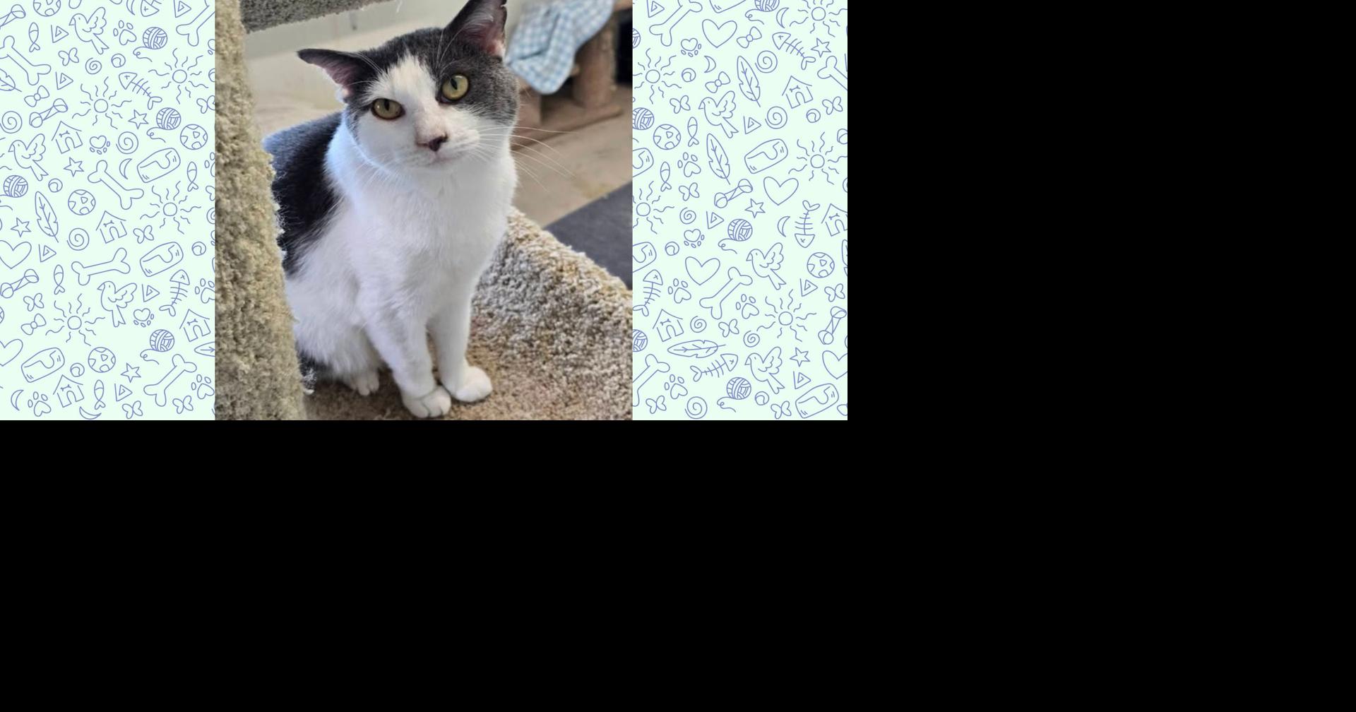 Orkin — a sweet boy ready to catch his forever family | News | WPSD Local 6