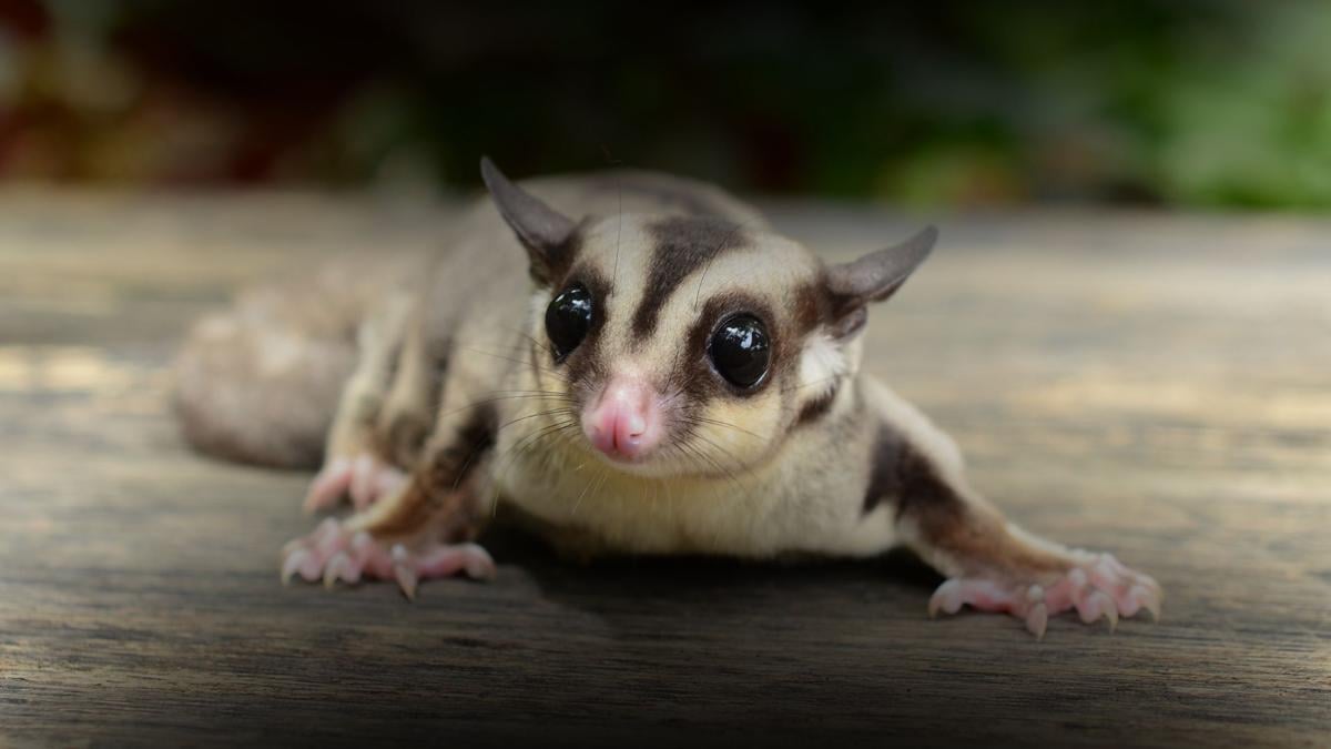 sugar glider