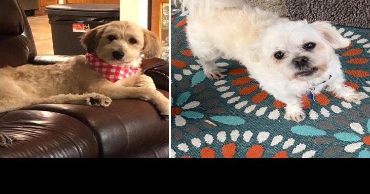 Teddy and Bandit: The most adorable dogs you'll see today | News | WPSD ...