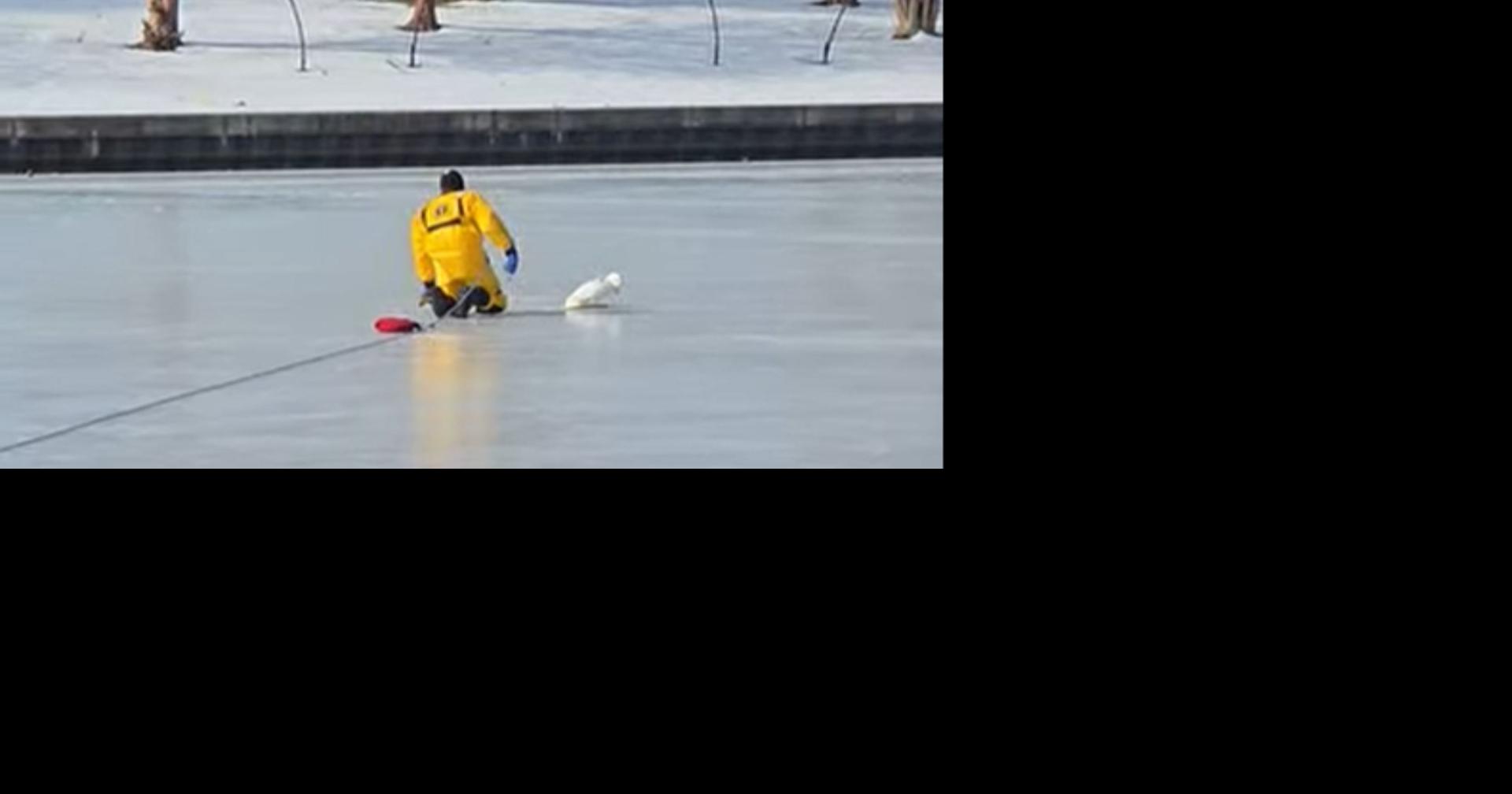 Paducah Fire Department rescues duck stuck on frozen lake | News | WPSD ...