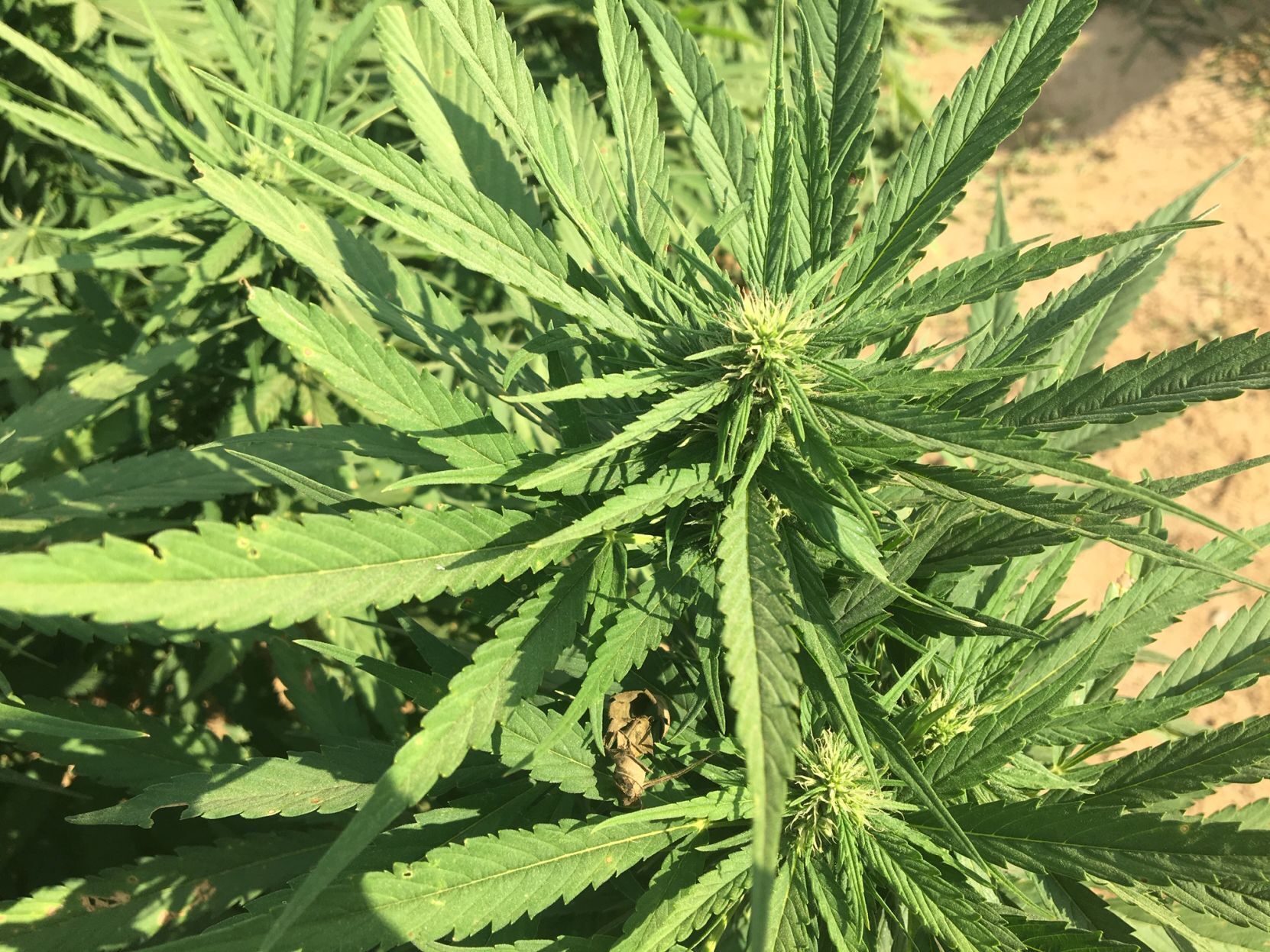 Graves County Circuit Court reaches verdicts in dual hemp company ...
