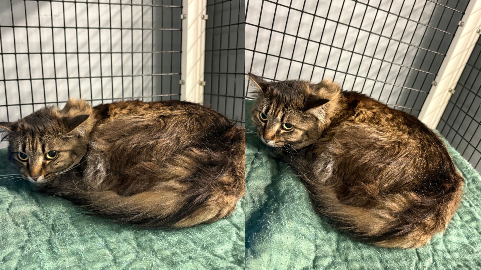 Feline Fursday: meet Fuzzy — one ball of fluff, infinite purrs ...