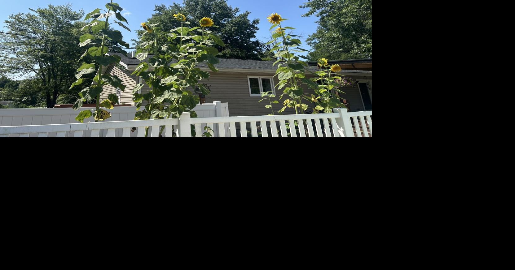 A boost of positivity: local grower ecstatic about sunflowers ...