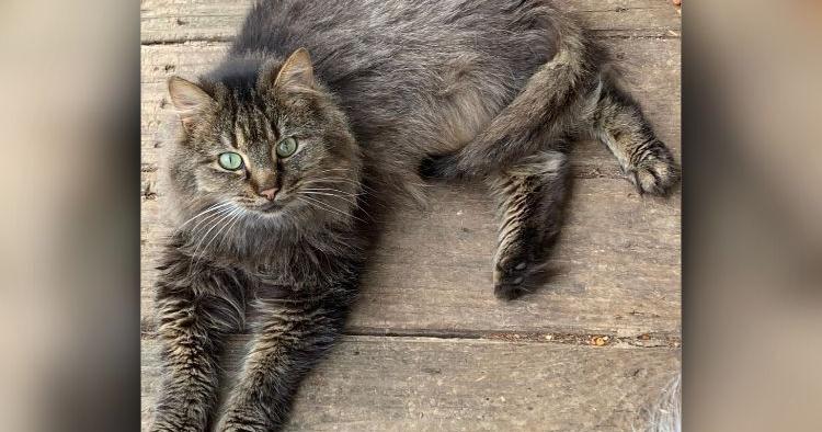 Elliott: The furry kitty who loves to be loved | News | WPSD Local 6