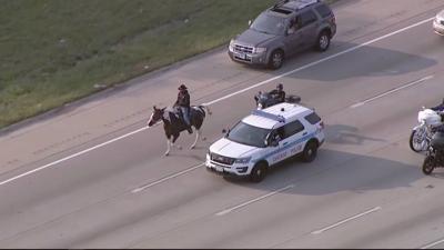 A man known as the 'Dreadhead Cowboy' was arrested for riding his horse ...