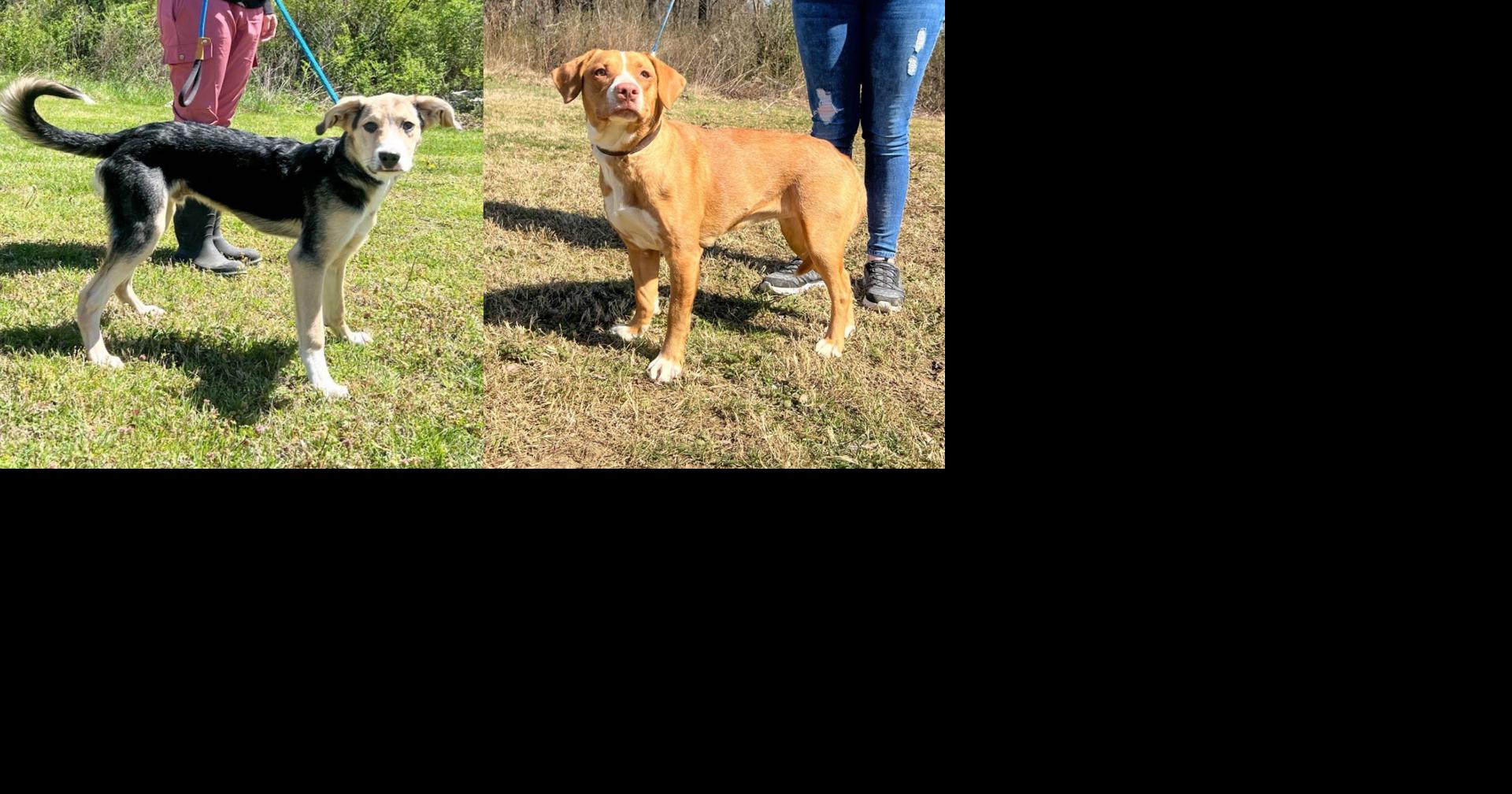 Arrow and Charmaine — Two adorable pups ready for their forever ...
