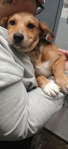 Mayfield-Graves County Animal Shelter lowers puppy adoption fees for ...