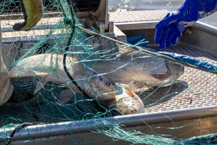 KDFWR targets invasive carp removal with incentive increase | News ...