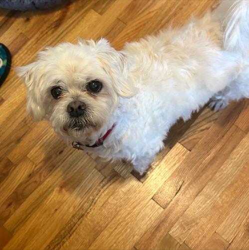 Teddy and Bandit: The most adorable dogs you'll see today | News | WPSD ...