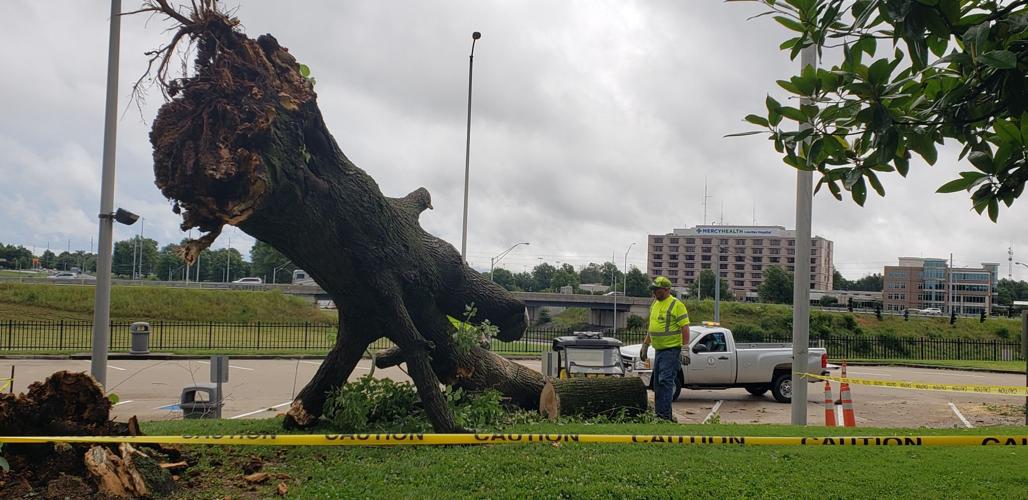 Storms knock down oldest tree at Whitehaven Welcome Center | News ...