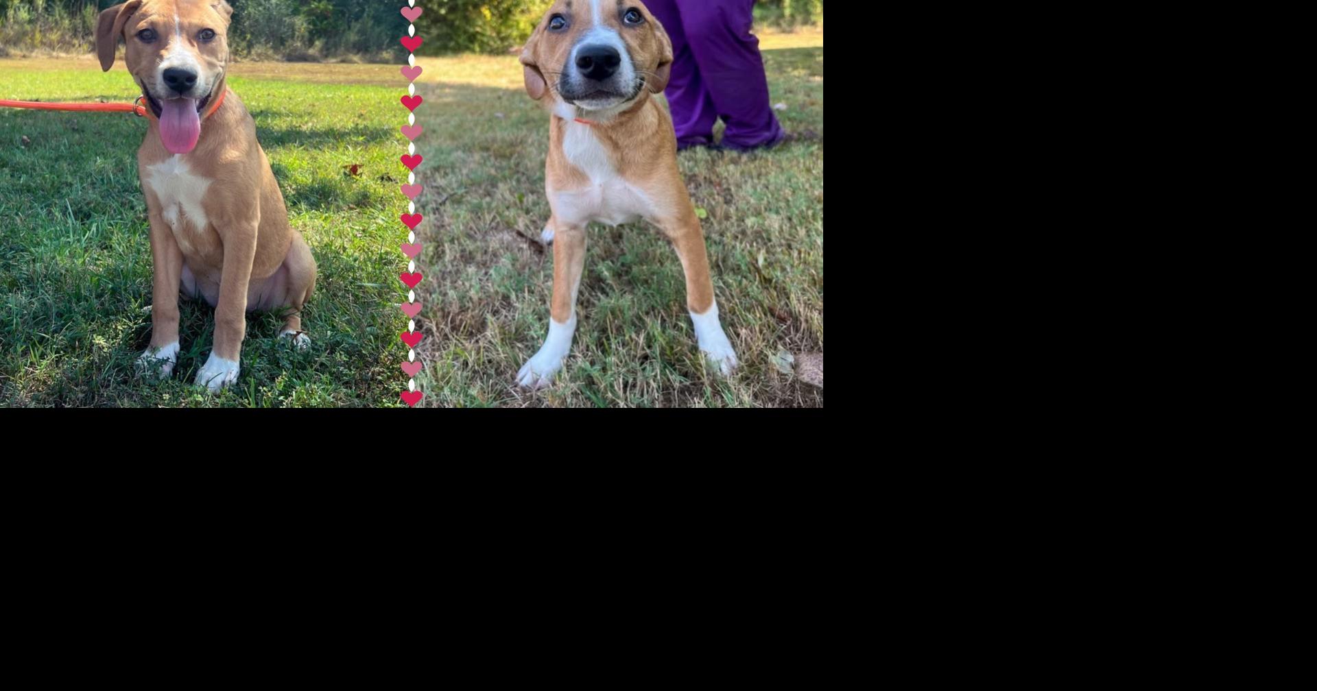 Sally and Shirley — The perfect pair looking for a place to call their ...