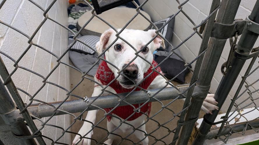 Local animal shelters seek foster homes for the holidays | Newsletter ...