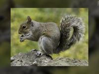 pet squirrel euthanized