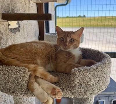Feline Fursday — meet Julian! | Community | WPSD Local 6