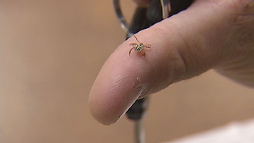 Tick season is coming early; local experts say the time to prepare is ...