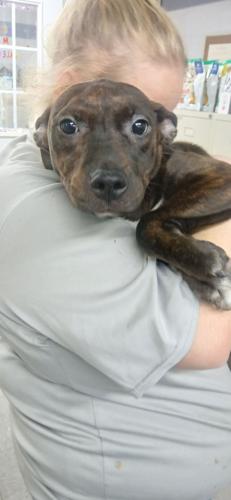 Mayfield-Graves County Animal Shelter lowers puppy adoption fees for ...