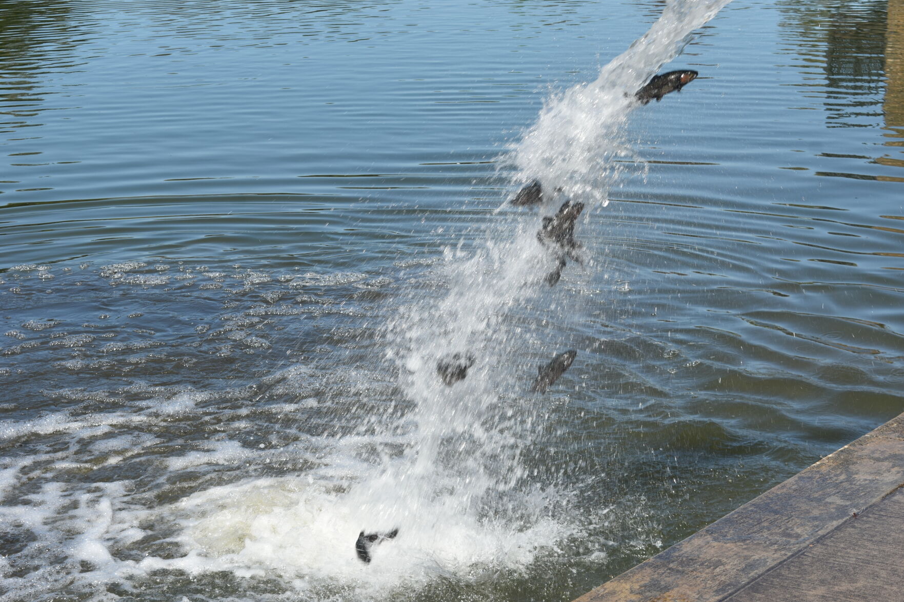 1,500 rainbow trout delivered to Noble Park's Lake Montgomery | News ...