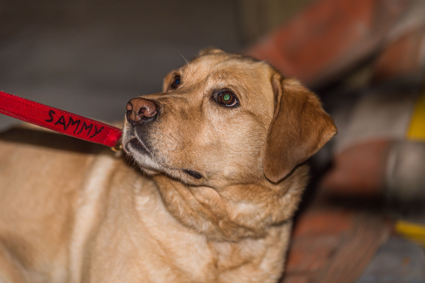 Sikeston introduces four-legged 'secret weapon,' arson detection dog ...