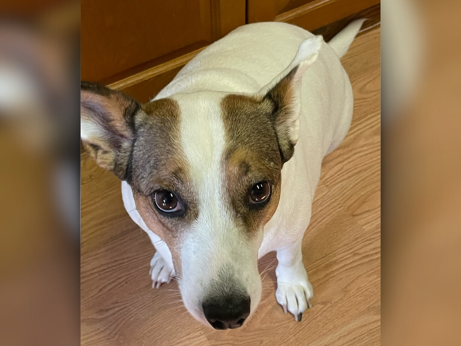 Shadow, Molly and T-Bone — Three small pups with big hearts | News ...