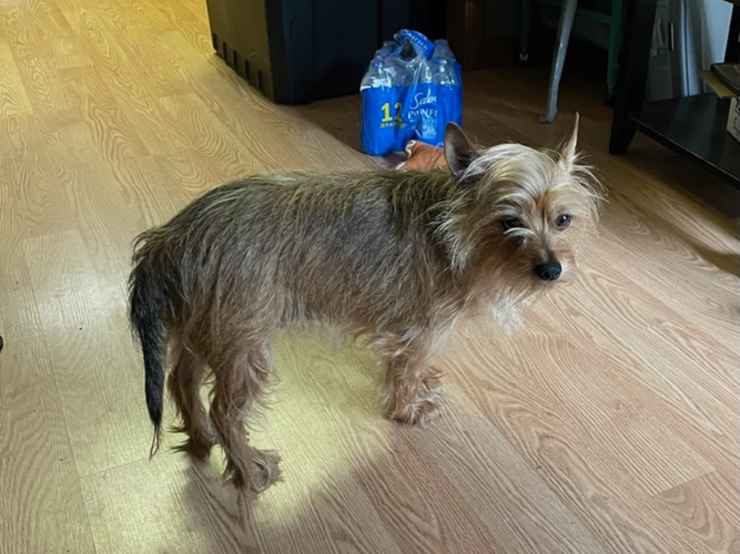 Shadow, Molly and T-Bone — Three small pups with big hearts | News ...