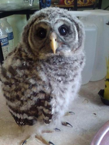 Barred owls' rehab journey | | WPSD Local 6