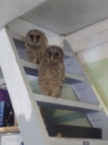 Barred owls' rehab journey | | WPSD Local 6